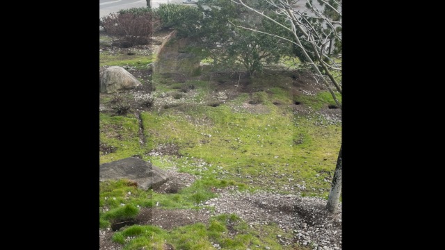 Rat Shire Zen Garden – SD 480p - Oliver Doriss